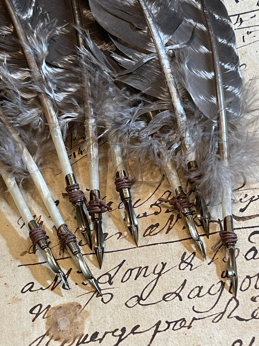 Long Sriped Turkey Tail Quill With Antique Nib – Monahan Papers